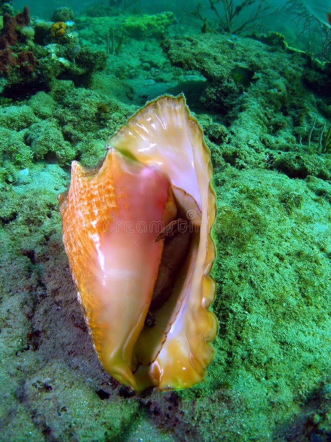 Concha hermosa imagen de archivo. Imagen de fauna, exterior - 16157993