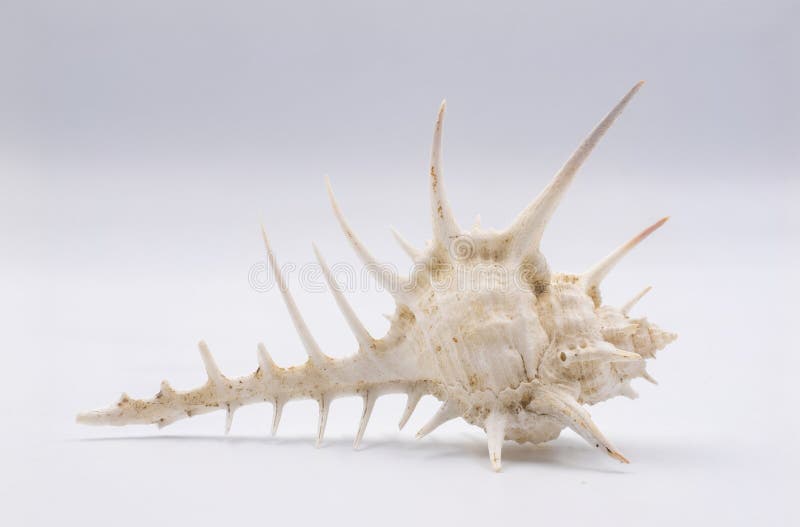 Concha Marina Aislada En Fondo Blanco Foto de archivo - Imagen de ...