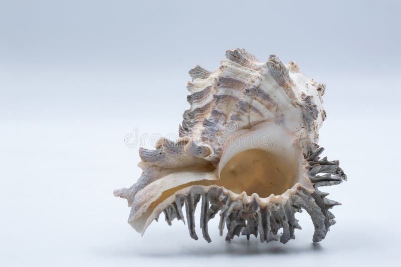 Concha Marina Aislada En Fondo Blanco Imagen de archivo - Imagen de ...