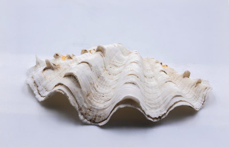 Concha Marina Aislada En Fondo Blanco Foto de archivo - Imagen de ...