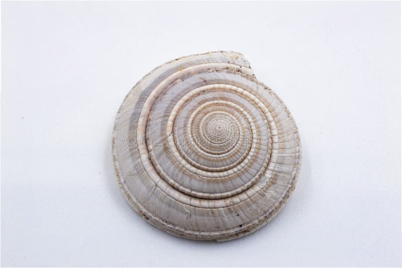 Concha Marina Aislada En Fondo Blanco Foto de archivo - Imagen de forma ...