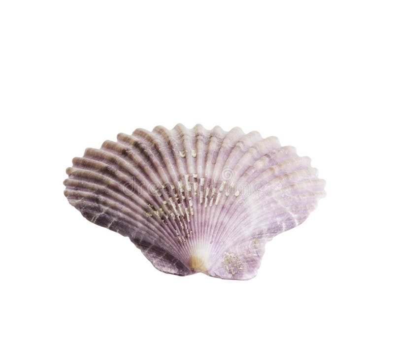 Concha Marina De La Concha De Peregrino Aislada En Blanco Foto de ...