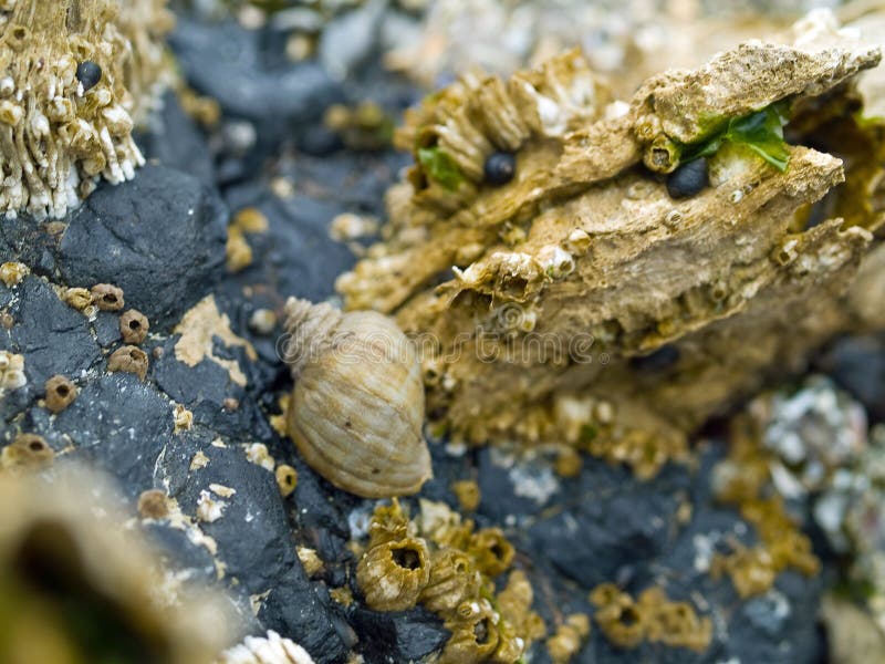 Concha Marina Y Lapas En Rocas Imagen de archivo - Imagen de ambiente ...