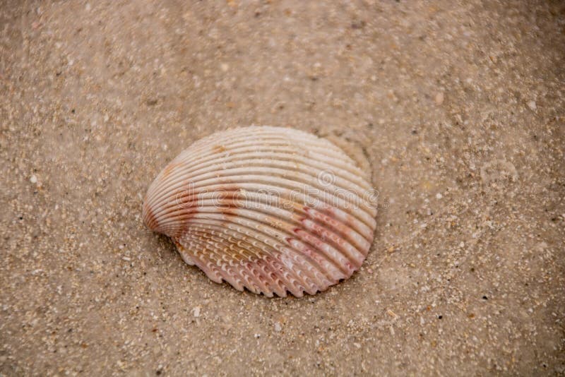 Concha na praia imagem de stock. Imagem de praia, concha - 174083517
