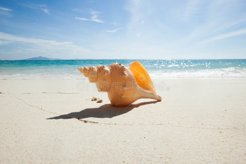 Concha na praia foto de stock. Imagem de praia, ensolarado - 280104562