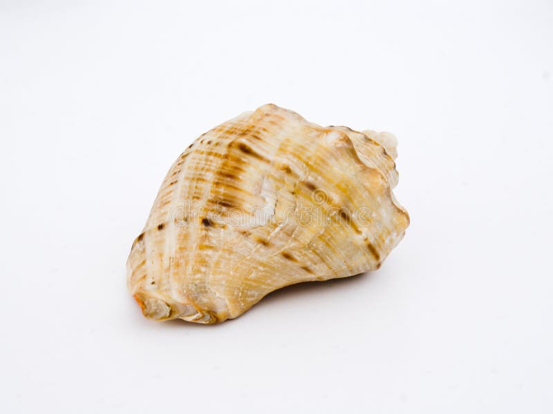 Concha sea shell stock photo. Image of spiral, frame - 17878690