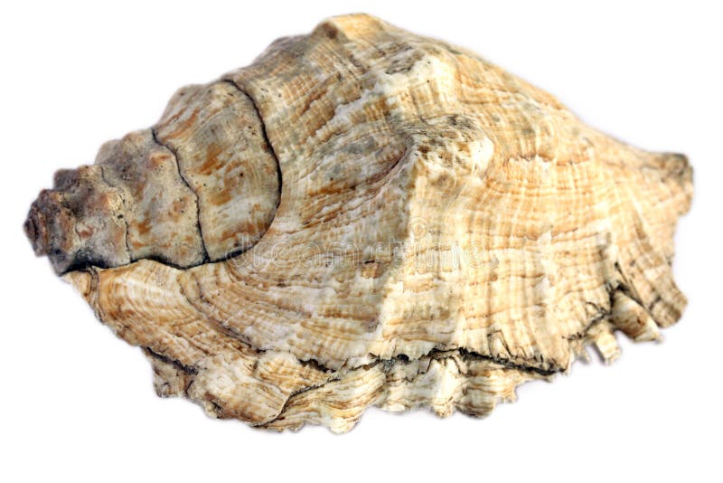 Concha seashell stock photo. Image of conch, spiral, shell - 18328986