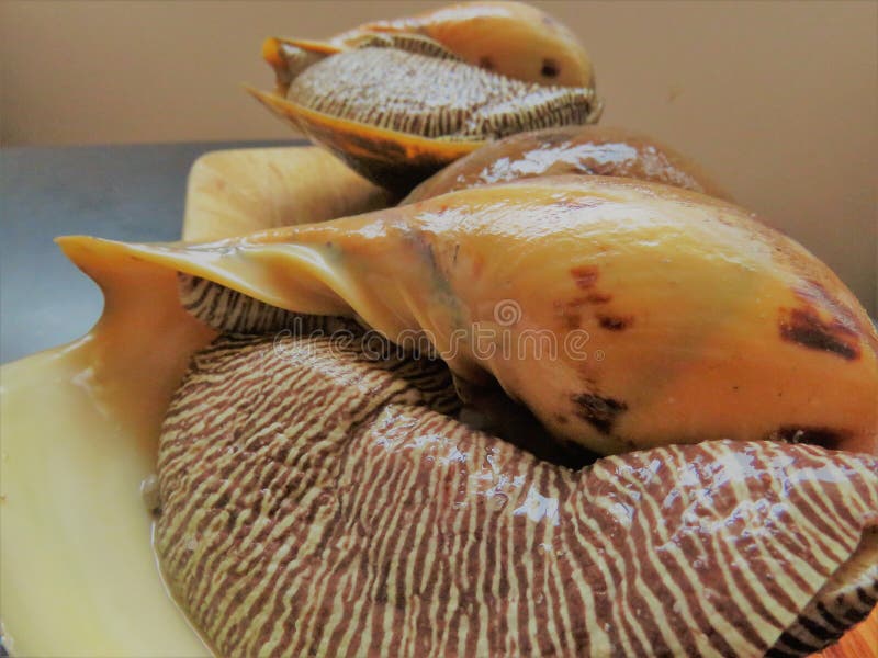 Concha Shell/caracol/conchs Grandes Foto de archivo - Imagen de ...