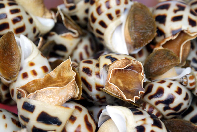 Concha Viva Del Caracol De Mar Foto de archivo - Imagen de chino ...