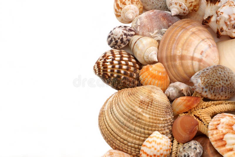 Coral Y Conchas De Berberecho Foto de archivo - Imagen de firma, azul ...