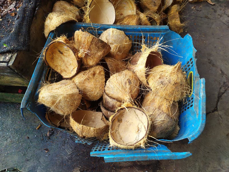 Conchas De Coco Descartadas En El Mercado Tradicional De Barabai Foto ...