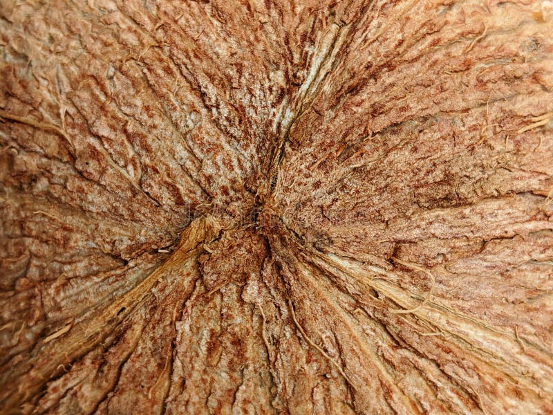 Conchas De Coco Duro, Fondo De Textura Natural Imagen de archivo ...