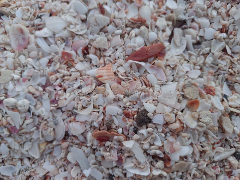 Conchas De Colores En La Playa Imagen de archivo - Imagen de hornada ...