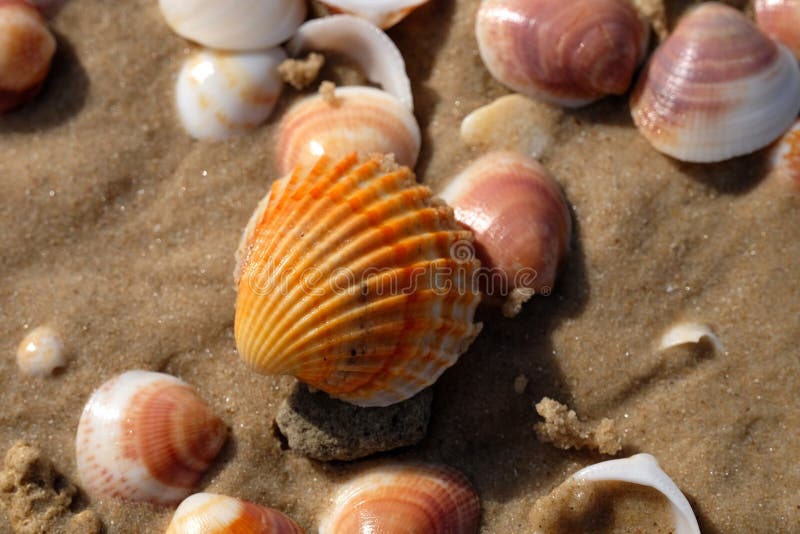 Conchas Do Mar Cor-de-rosa Na Areia Molhada Foto de Stock - Imagem de ...