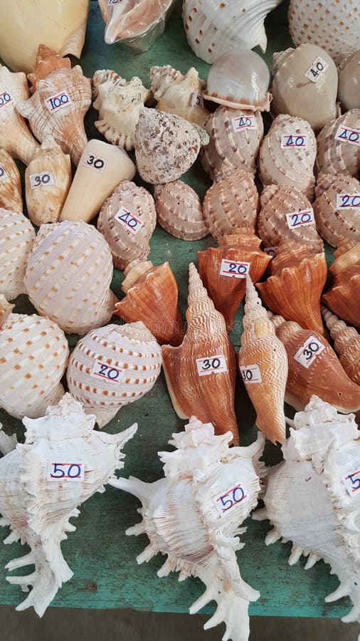 Conchas do mar na venda imagem de stock. Imagem de naughty - 144820493