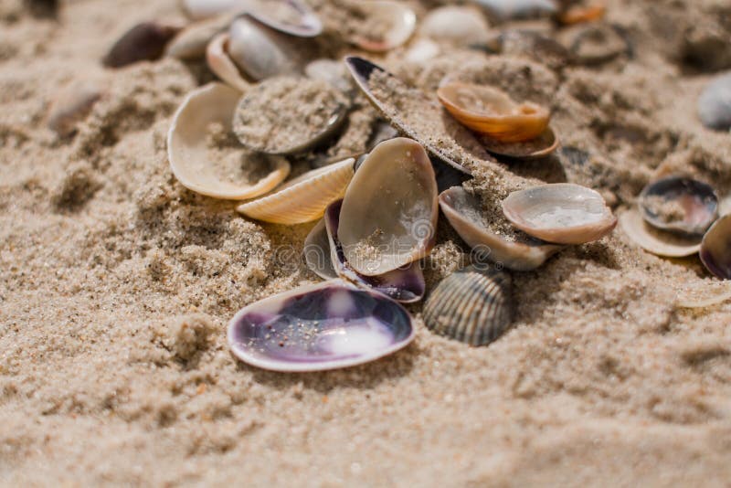 Conchas En La Arena a Orillas Del Mar Foto de archivo - Imagen de ...
