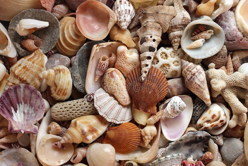Mezcla Hermosa De Piedras Y De Conchas Marinas Blancas En La Arena Foto ...