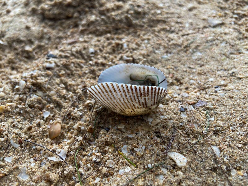 Conchas Marinas De Diferentes Formas Sobre La Arena De La Playa Imagen ...