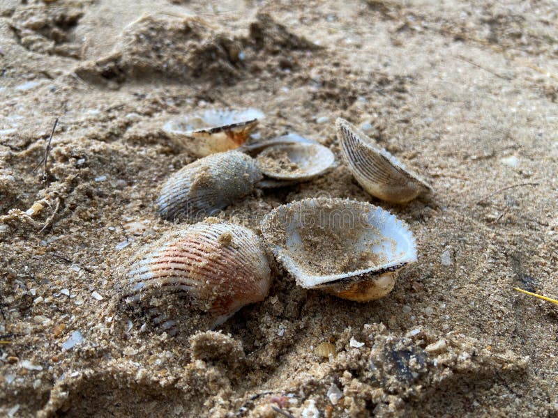 Conchas Marinas De Diferentes Formas Sobre La Arena De La Playa Foto de ...