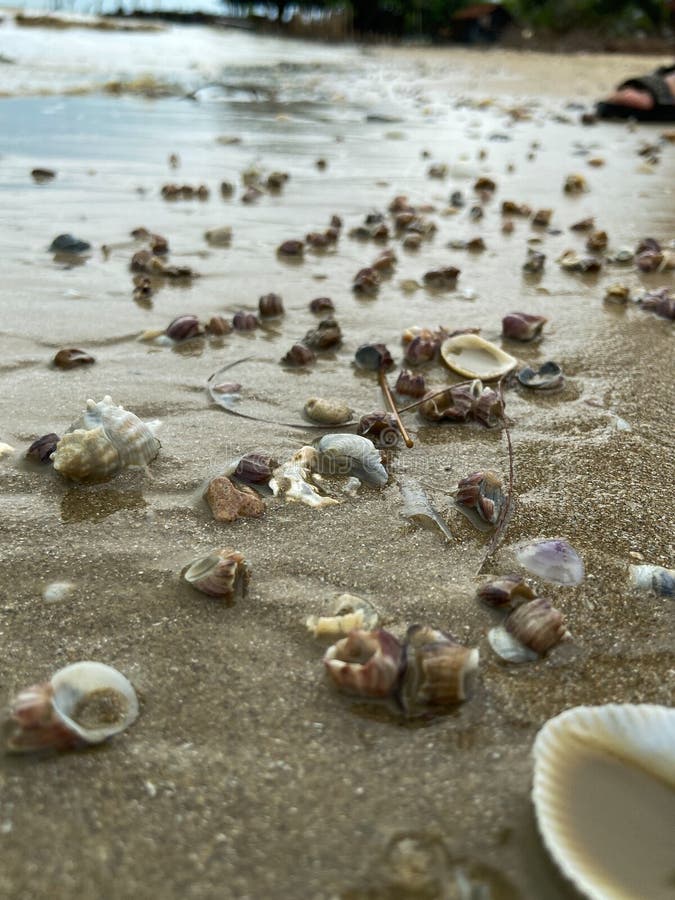 Conchas Marinas De Diferentes Formas Sobre La Arena De La Playa Imagen ...
