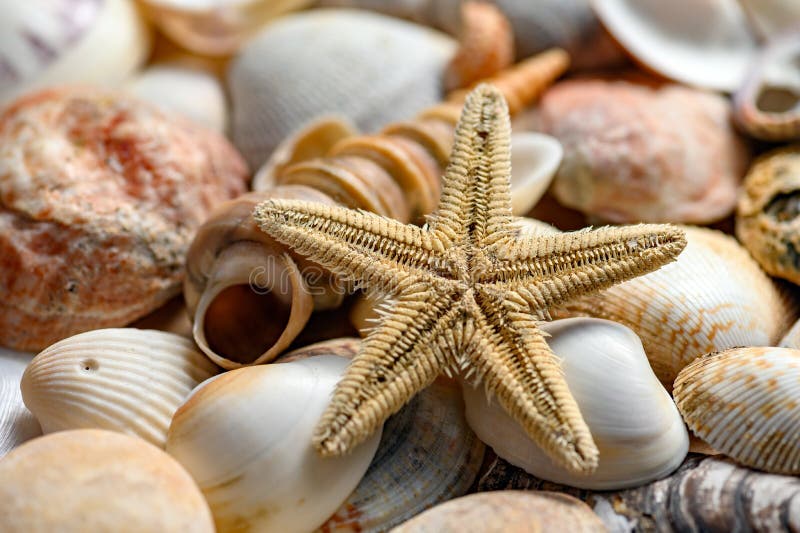 Conchas Marinas De Diversas Formas Y Tipos. Fondo Foto de archivo ...