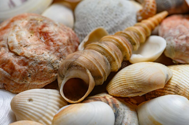Conchas Marinas De Diversas Formas Y Tipos. Fondo Foto de archivo ...