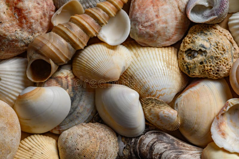 Conchas Marinas De Diversas Formas Y Tipos. Fondo Imagen de archivo ...