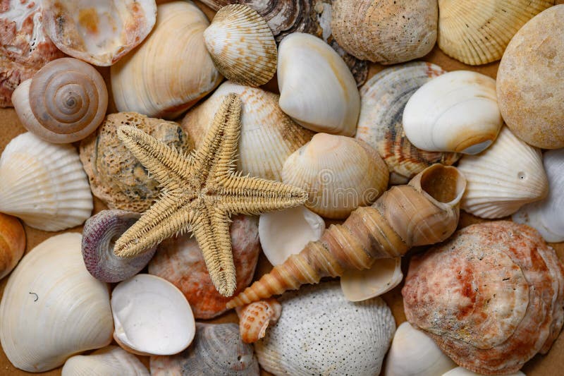 Conchas Marinas De Diversas Formas Y Tipos. Fondo Foto de archivo ...