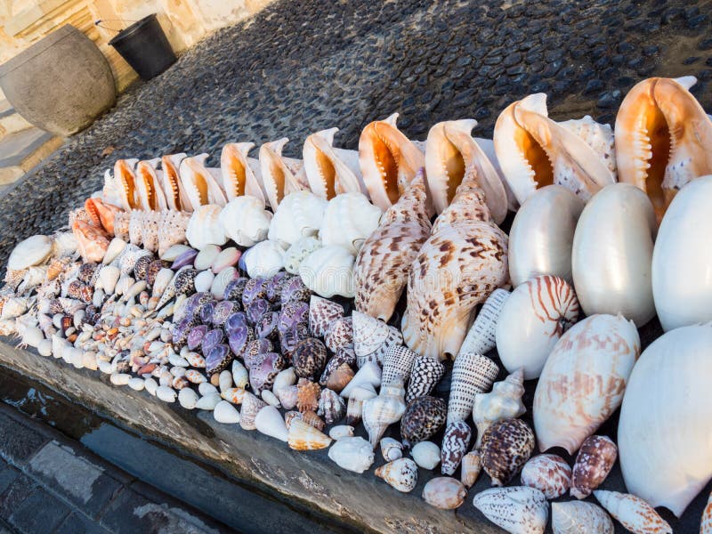 Conchas Marinas En Venta En Kuta Bali Foto de archivo - Imagen de modelo, arena: 134086146