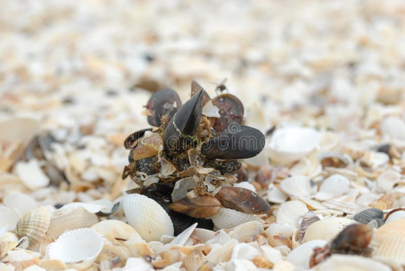 Conchas Marinas Llamadas Mejillones Imagen de archivo - Imagen de ...
