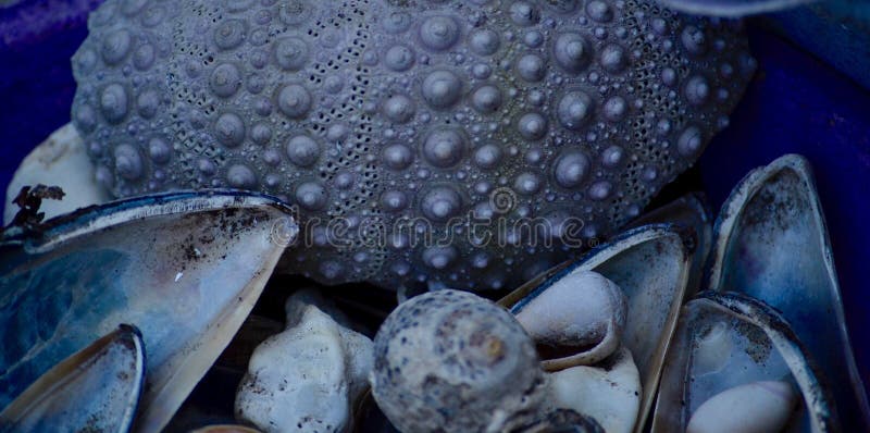 Conchas Marinas Y Erizo De Mar Azules Foto de archivo - Imagen de ...