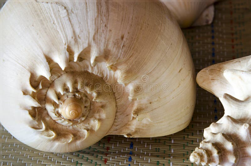Conches Details. Macro Photography Stock Photo - Image of exotic, macro ...