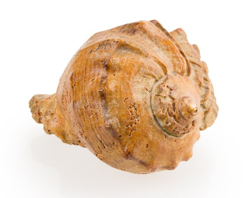 Conchiglia Bianca Sulla Sabbia Vicino All'acqua Fotografia Stock ...