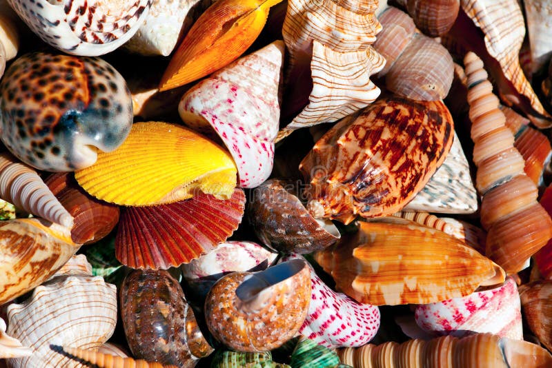 Fondo Delle Conchiglie Variopinte Del Mollusco Fotografia Stock ...
