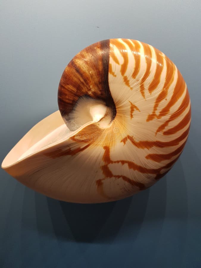 Conchology, Seashell, Close Up, Nautilida Picture. Image: 116413356