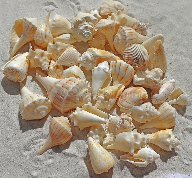 Conch Picture. Image: 5475272