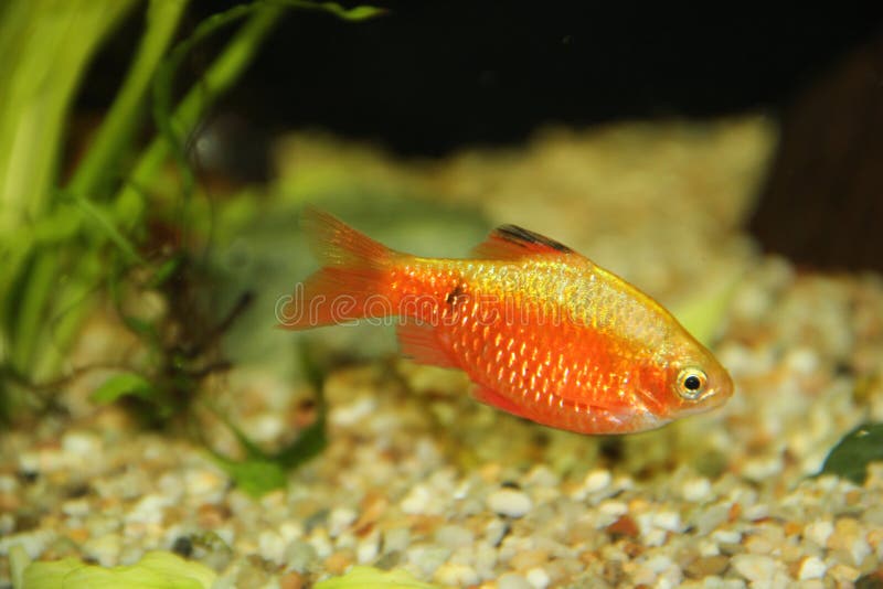 Conchonius Puntius stock photo. Image of tank, gravel - 52279890