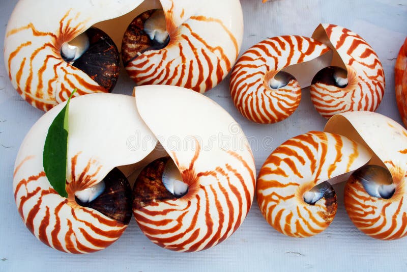 Conchs stock image. Image of colorful, nature, color - 10251061