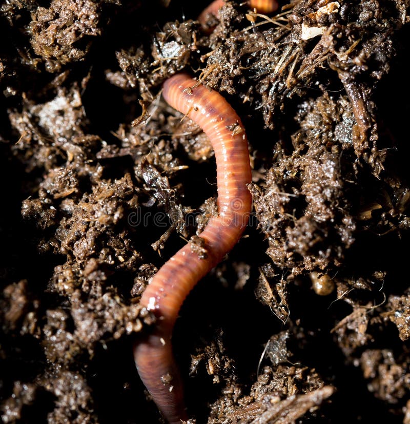 Concime Del Verme Rosso Macro Immagine Stock - Immagine di terreno ...