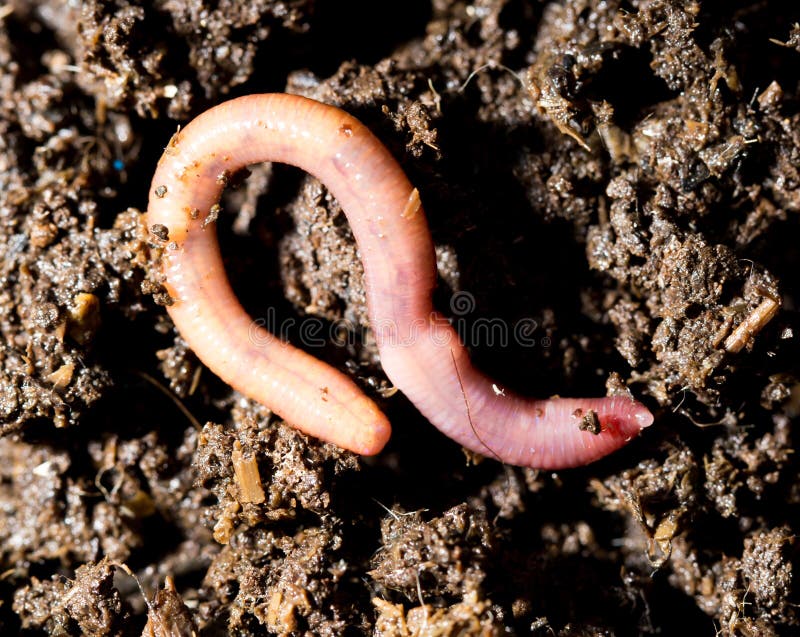 Concime Del Verme Rosso Macro Immagine Stock - Immagine di terreno ...