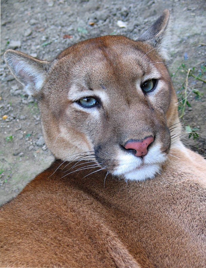 Concolor de puma imagem de stock. Imagem de pantera - 268874805