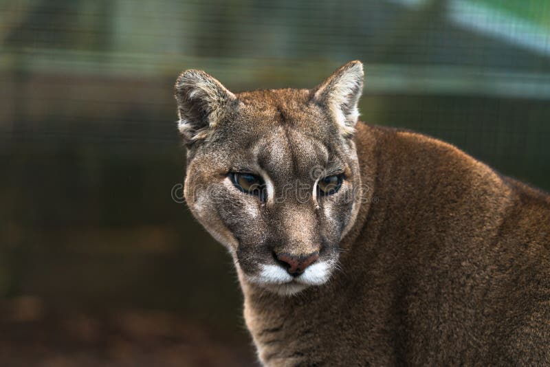 Concolor del puma del puma fotografia stock. Immagine di marrone ...