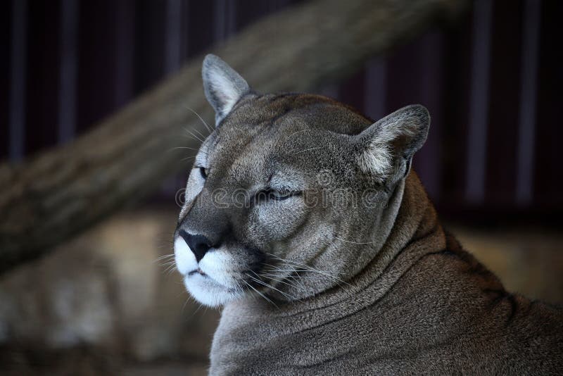 Concolor Del Puma Del Puma En El Parque Salvaje Foto de archivo ...