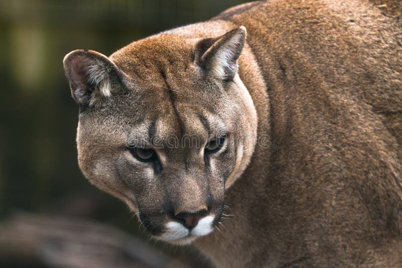 Concolor Puma Puma στοκ εικόνα. εικόνα από wildlife - 113937117