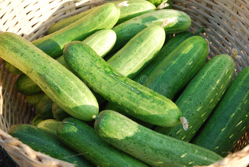 Concombre et courgette image stock. Image du centrale - 25335855