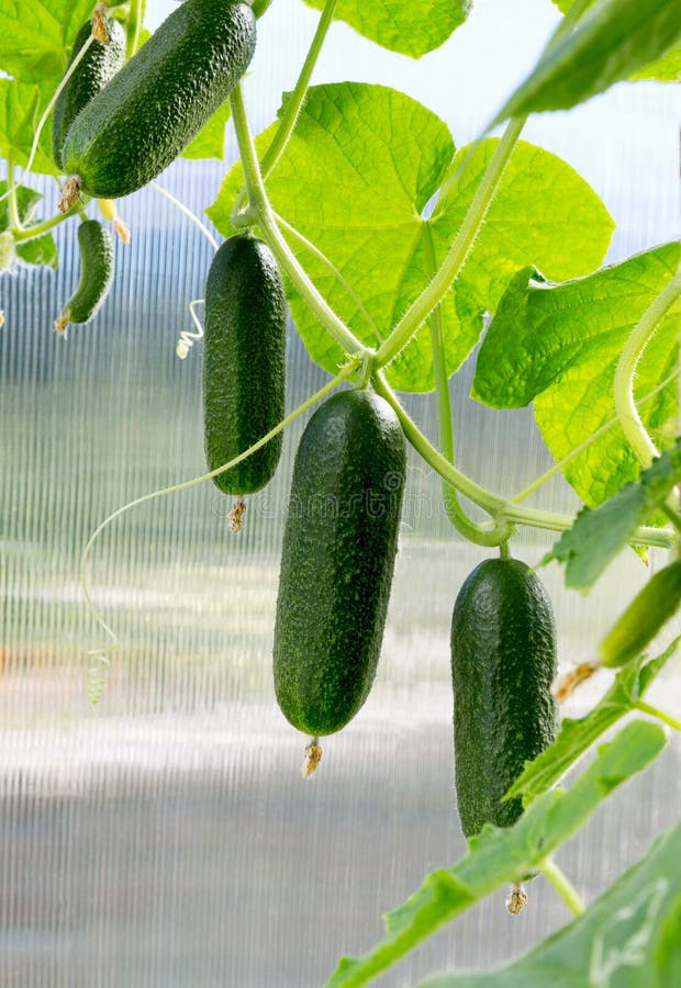 Concombre. Culture De Concombre Dans La Serre Image stock - Image du ...