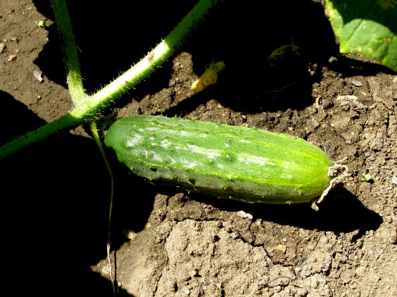 Concombre de jardin image stock. Image du centrale, concombre - 17972833