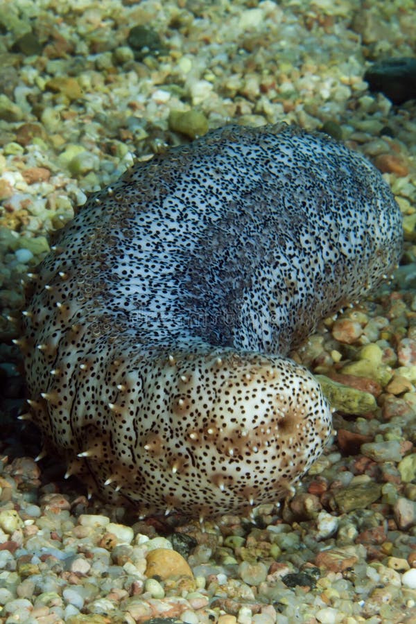 Garnement de la Mer Noire photo stock. Image du épineux - 31691874