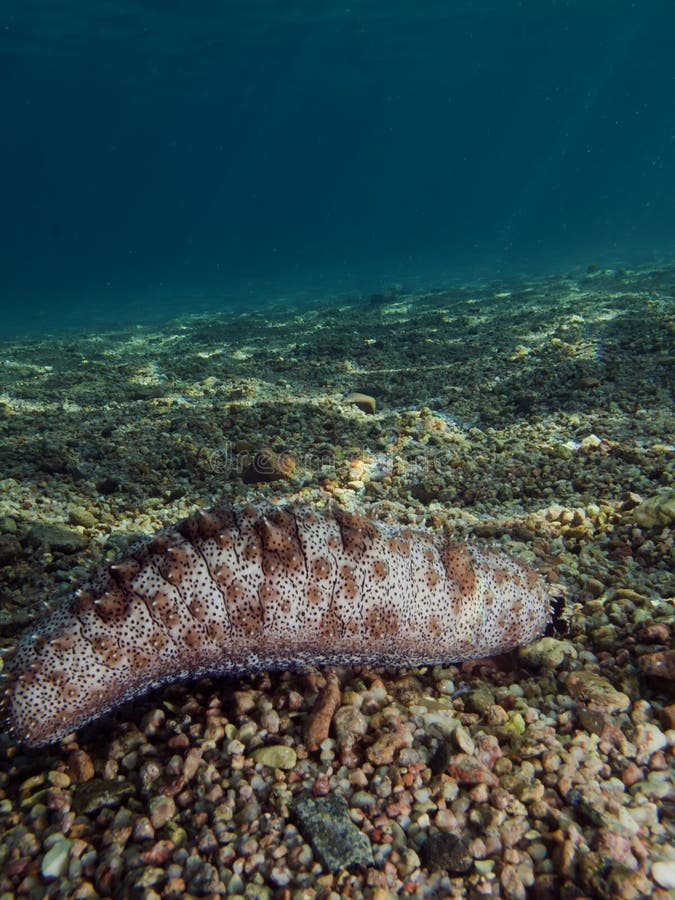 Concombre de mer image stock. Image du étage, animal - 25305427