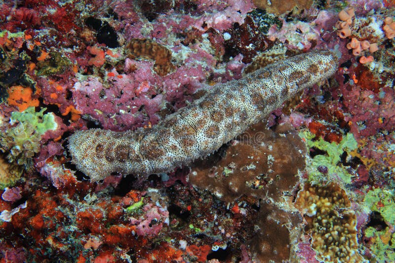 Concombre de mer photo stock. Image du récif, océan, durée - 27892396